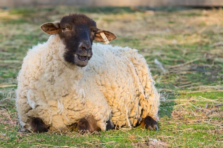 Breed Diversity and Results of Inbreeding - Countryside